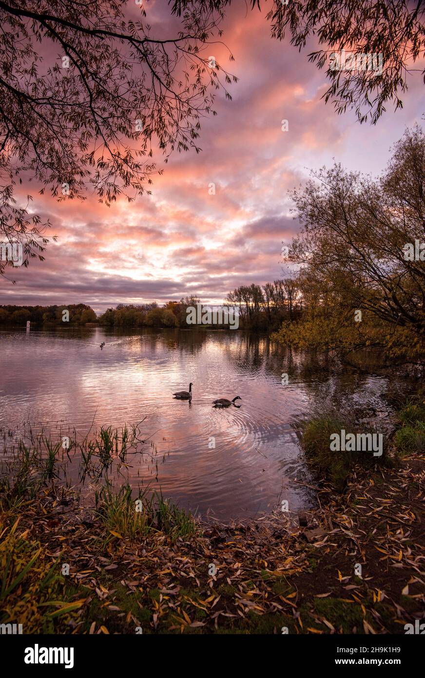 Autumn sunrise on the lake at Colwick Park, Nottinghamshire England UK ...