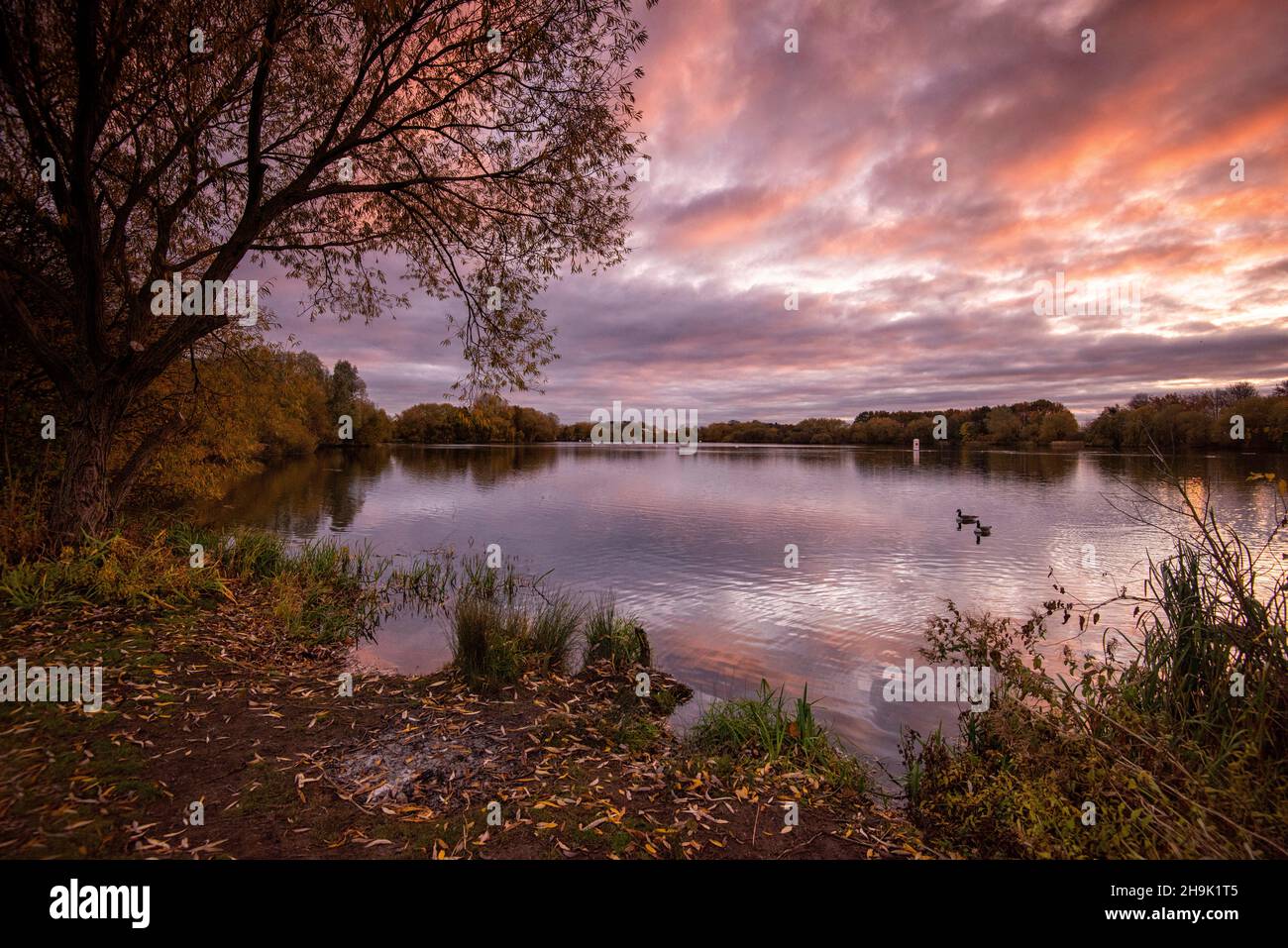 Autumn sunrise on the lake at Colwick Park, Nottinghamshire England UK ...