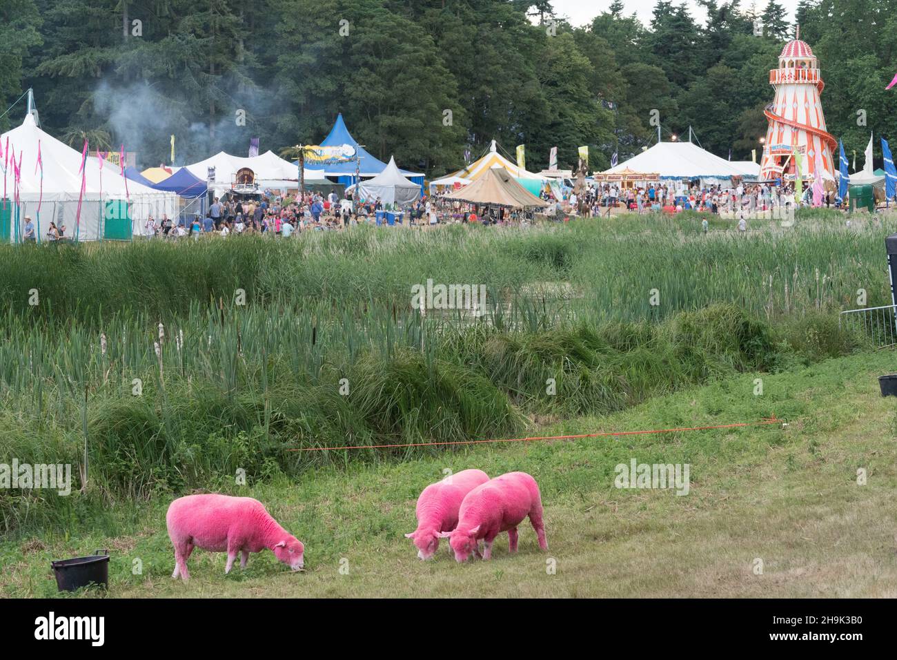 Latitude sheep 2019 hi-res stock photography and images - Alamy