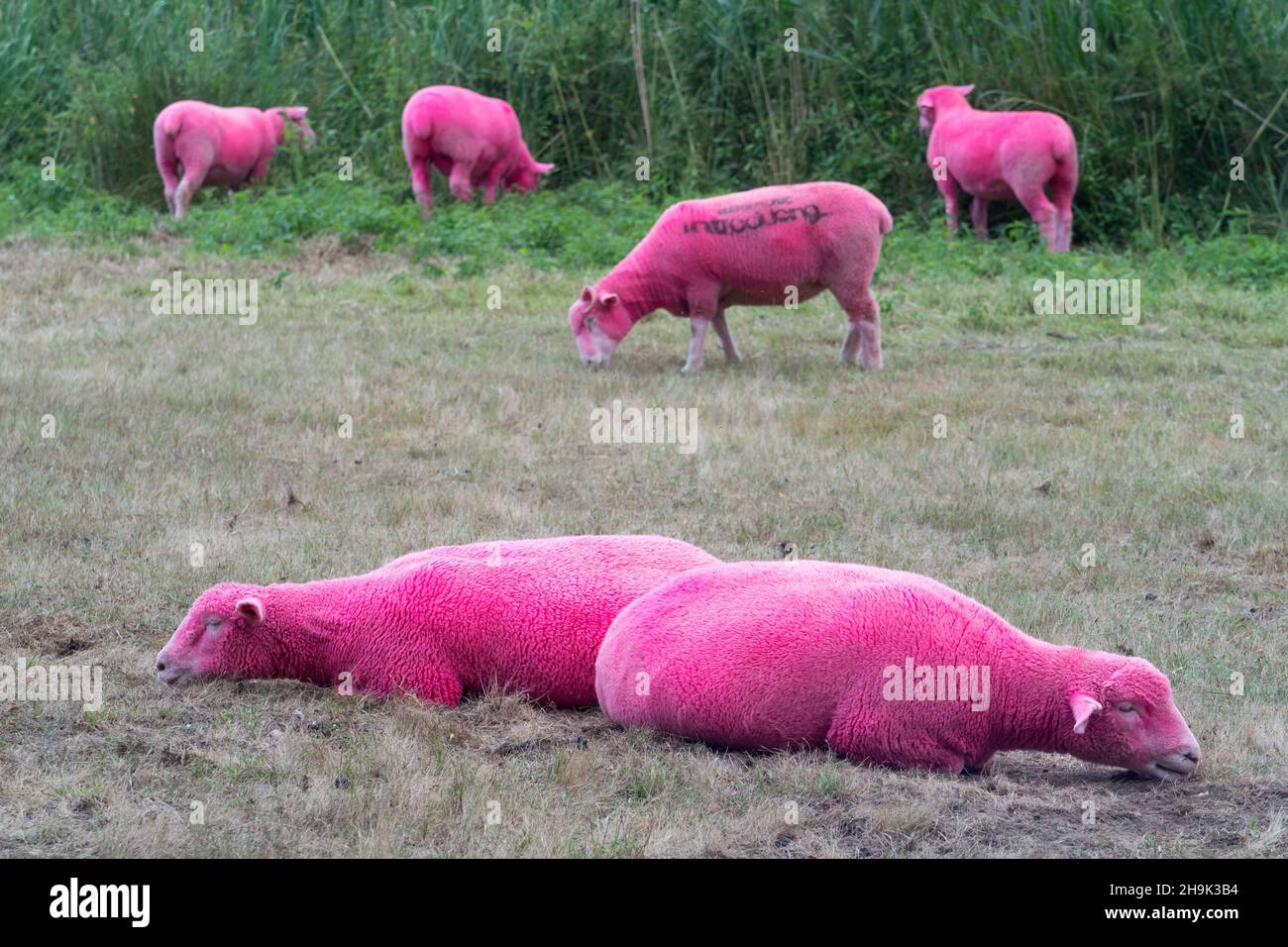 Latitude Festival Pink Sheep High Resolution Stock Photography and ...