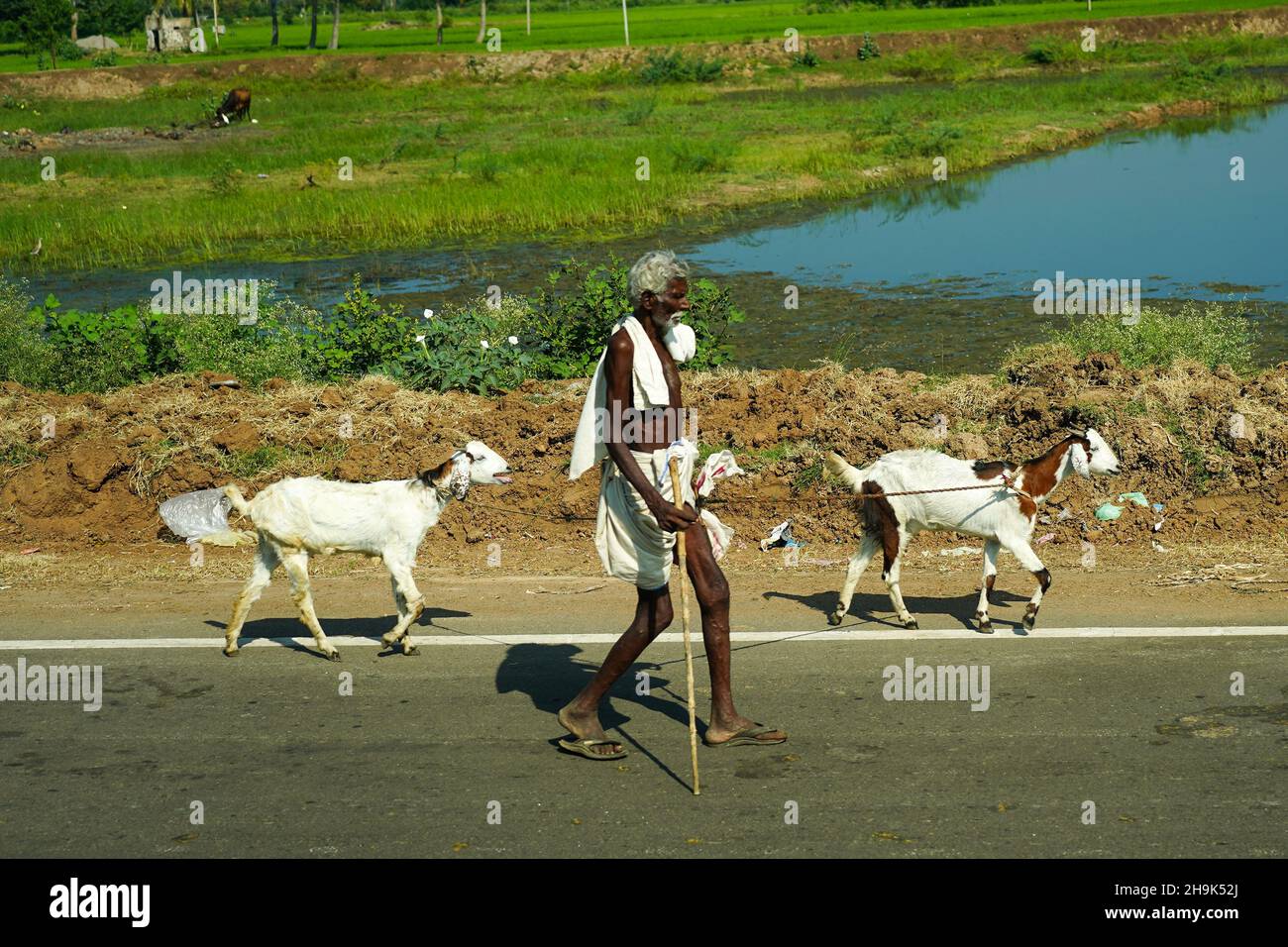 Old photo goats hi-res stock photography and images - Alamy