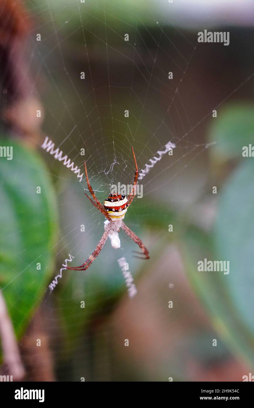 Indian signature spider hi-res stock photography and images - Alamy