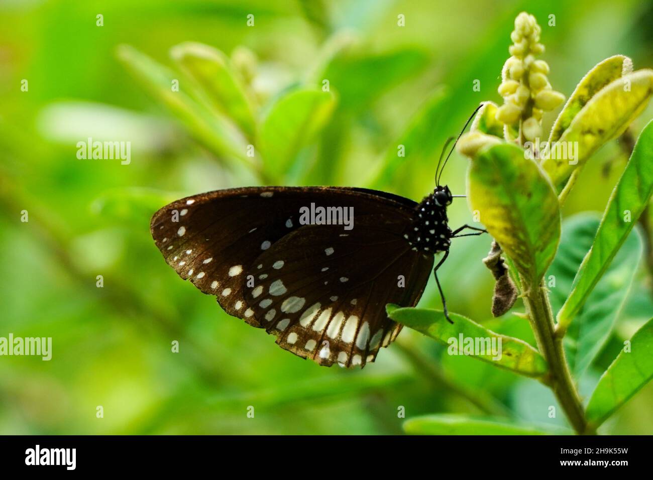 A common Indian crow butterfly. From a series of travel photos in ...