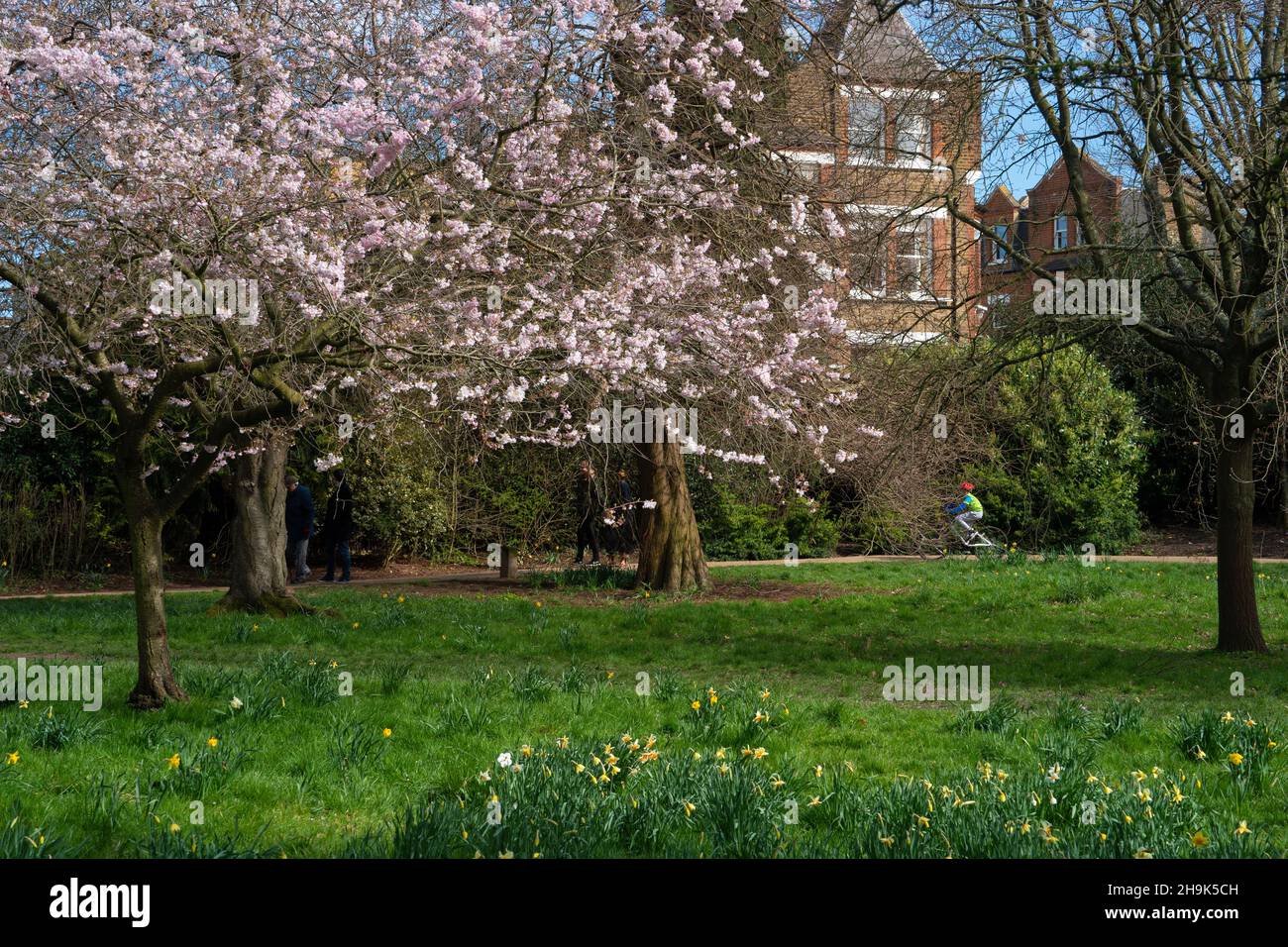 Blossom on trees on a sunny spring day in Walpole Park, Ealing, London ...