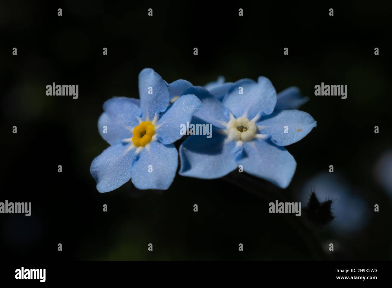 Forget-me-nots in a garden in west London, images taken using a macro ...