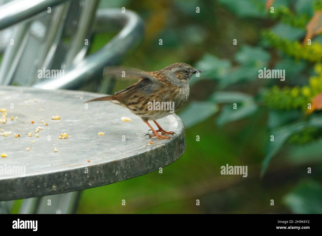 A dunnock (or hedge sparrow) in a London garden recorded as part of the ...