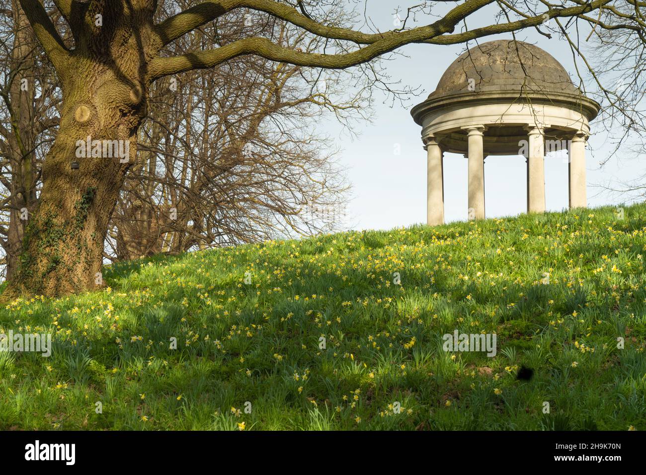 Wild daffodils in Kew Gardens in London on a sunny spring day. Photo ...