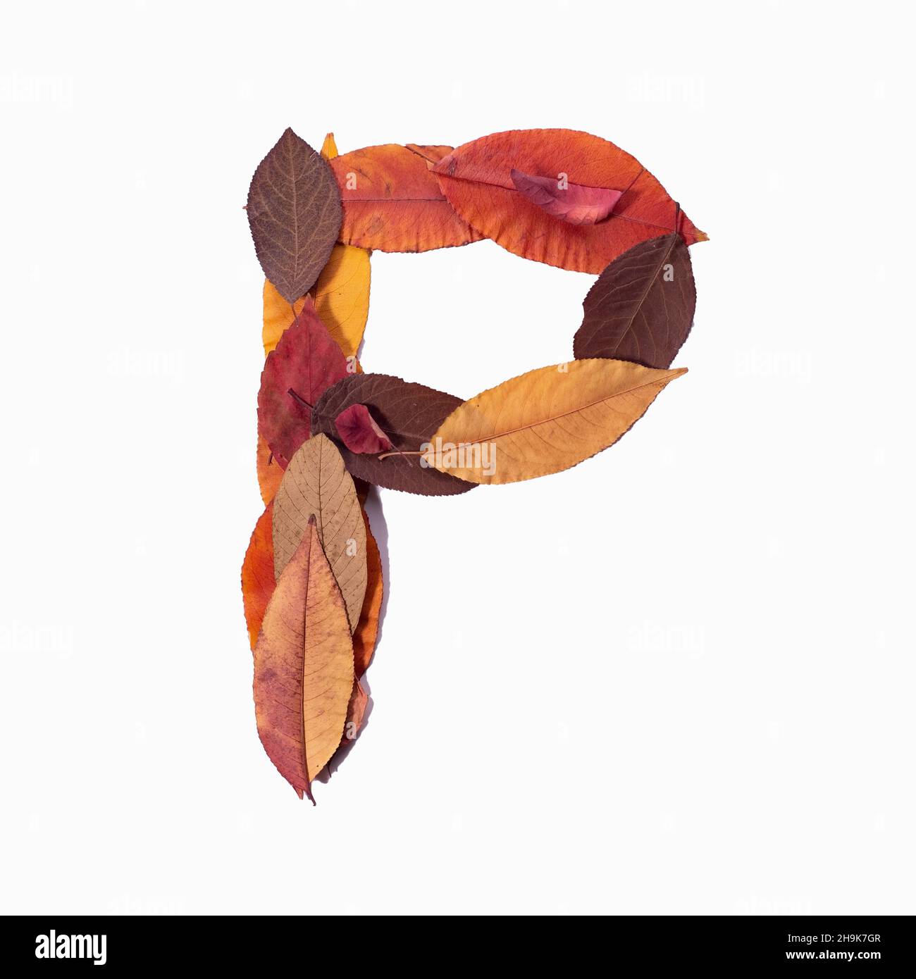 letter P autumn leaves isolate on white background Stock Photo - Alamy
