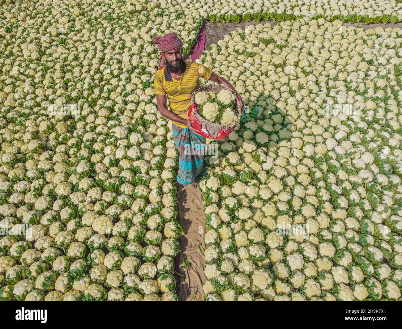 Bogura, Rajshahi, Bangladesh. 7th Dec, 2021. Farmers put cauliflower ...