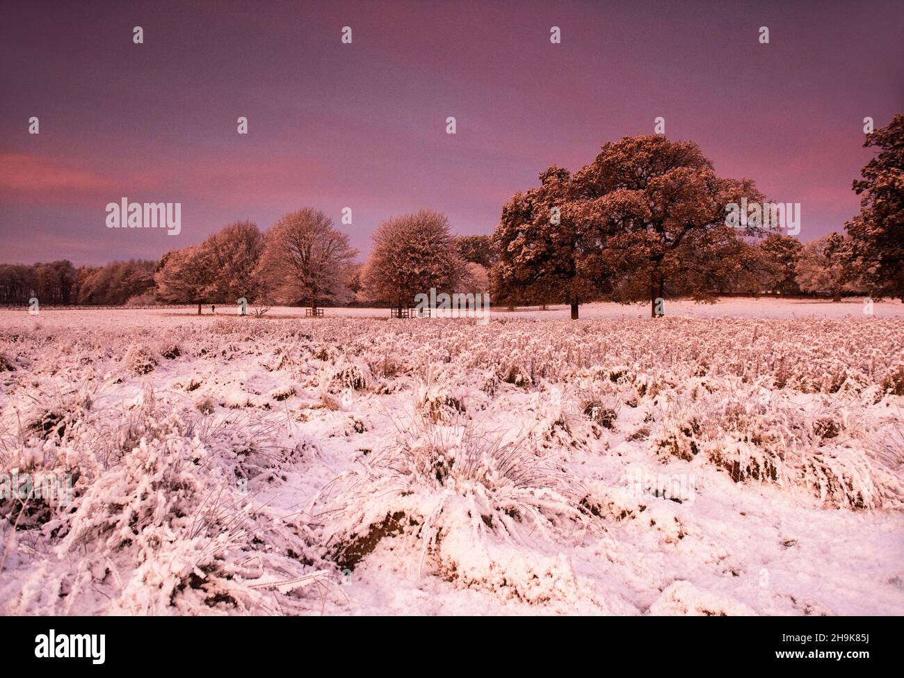 Snowy winter sunrise at Wollaton Hall Park in Nottingham ...
