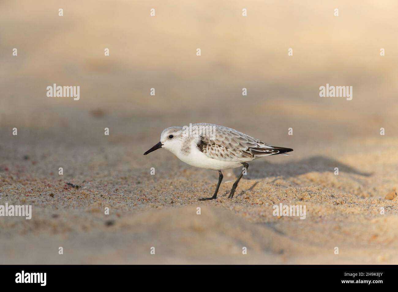 Sanderling breeding plumage on beach hi-res stock photography and ...
