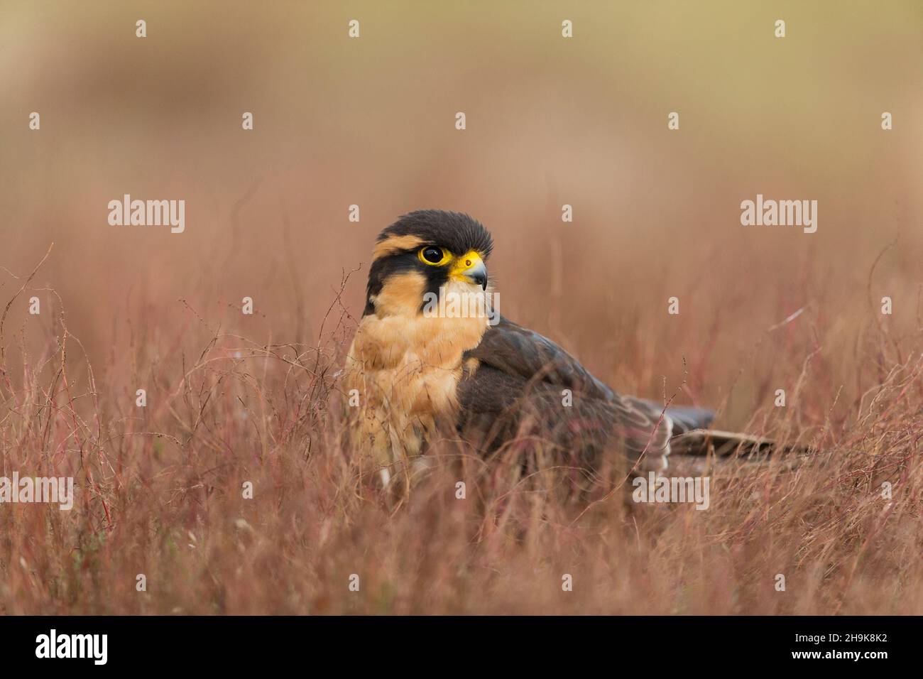 Aplomado falcon (Falco femoralis) adult male standing in grassland ...