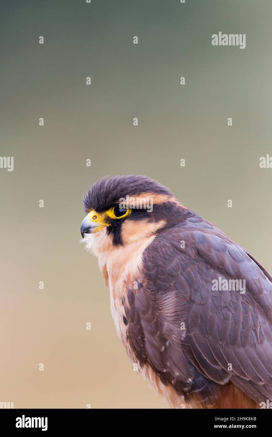 Aplomado Falcon (Falco femoralis) adult male portrait, controlled ...