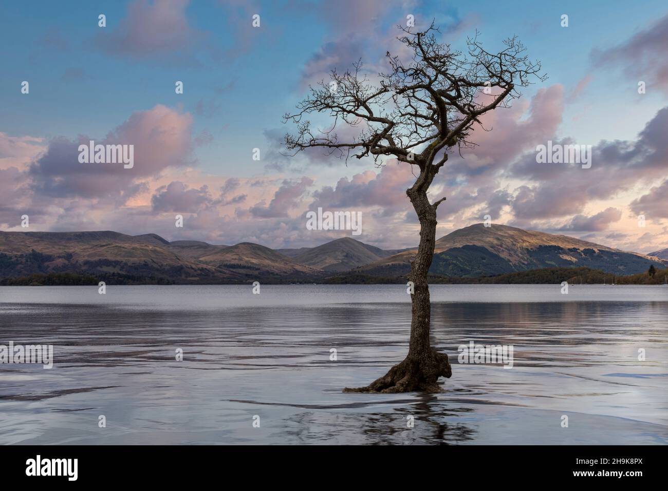 Lone tree at Milarrochy Bay on Loch Lomond with simulated sunset and ...