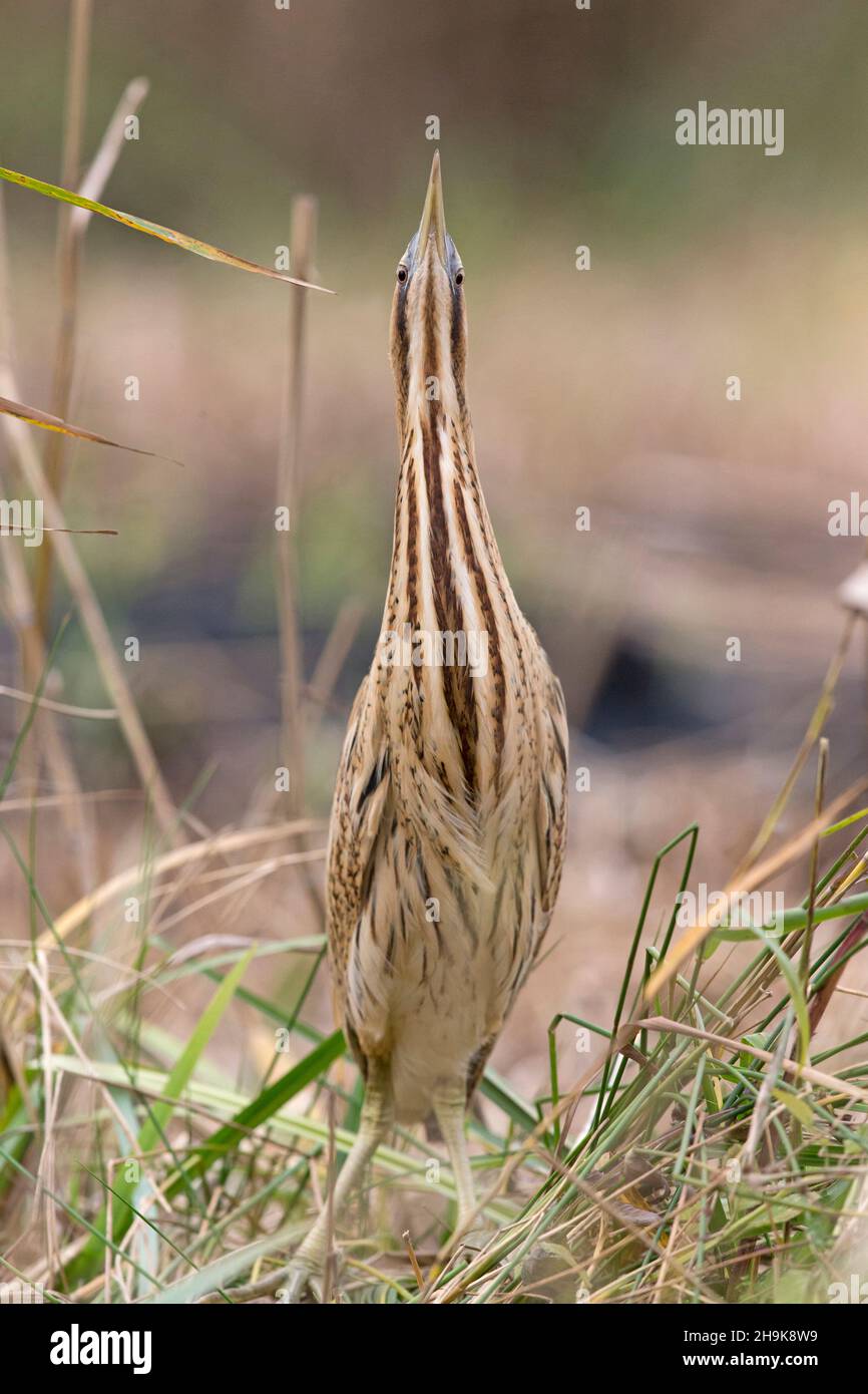 Great bittern (Botaurus stellaris) adult standing in erect posture ...