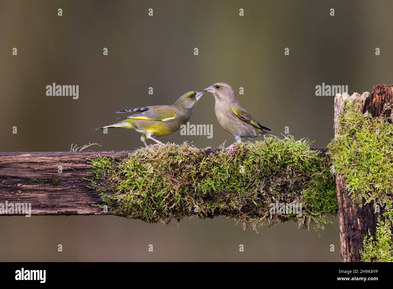 Male and female finches hi-res stock photography and images - Alamy