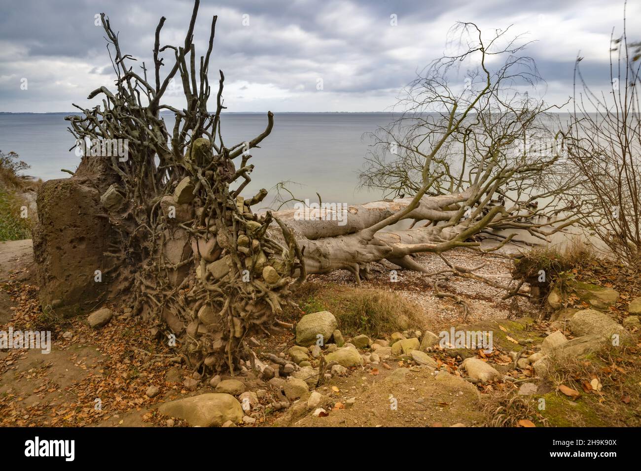 Uprooted tree on a seashore Stock Photo - Alamy
