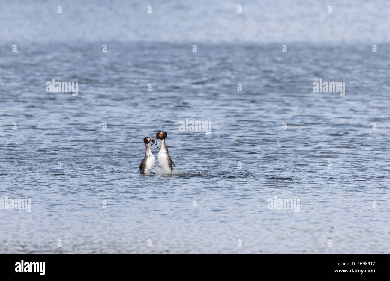 Weed dance hi-res stock photography and images - Alamy