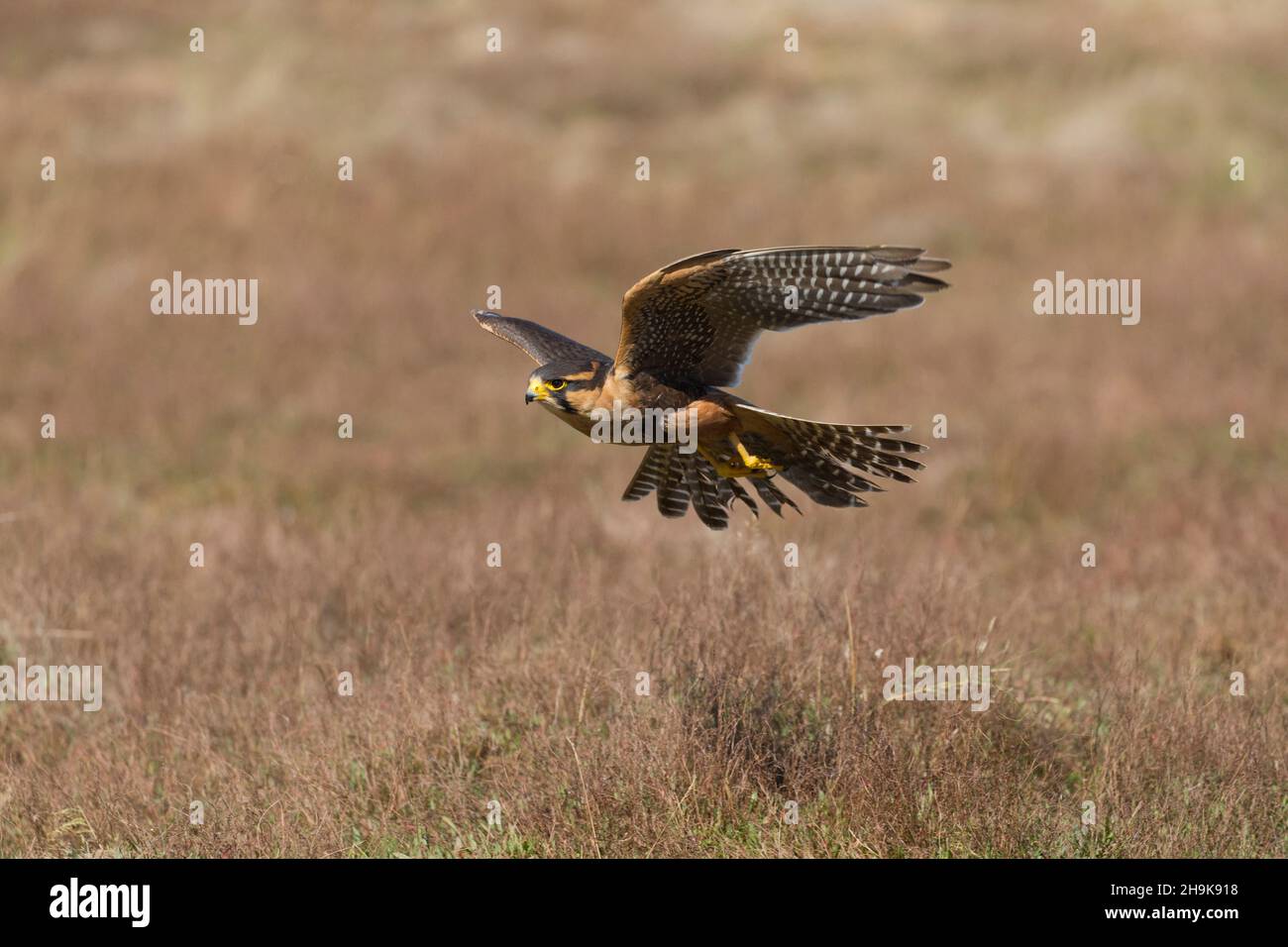 Falco femoralis hi-res stock photography and images - Alamy