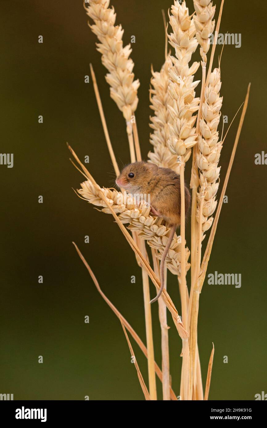 Harvest Mouse (Micromys minutus) adult standing on wheat stems, Suffolk ...
