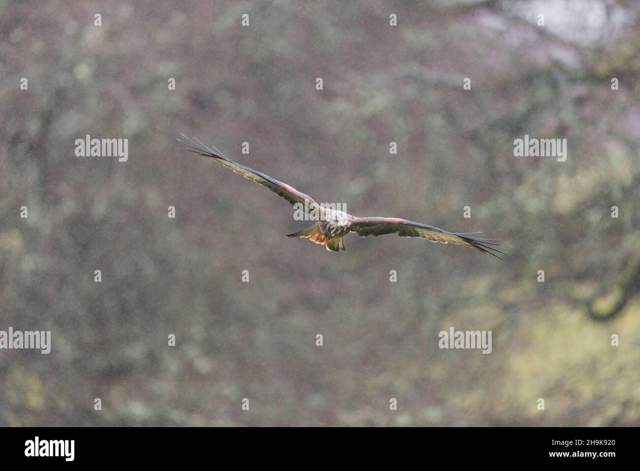 Welsh bird of prey hi-res stock photography and images - Alamy