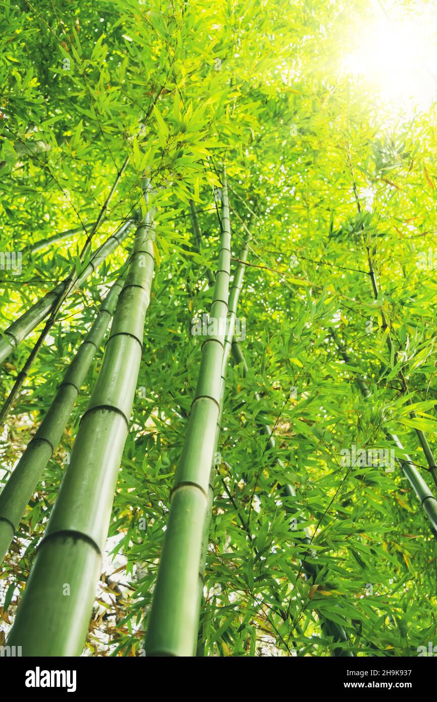 Bamboo branches and trunks pointing up towards the sun Stock Photo - Alamy