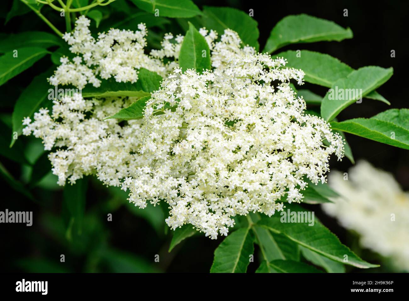 Shrub with white flowers of Viburnum opulus plant, known as guelder ...