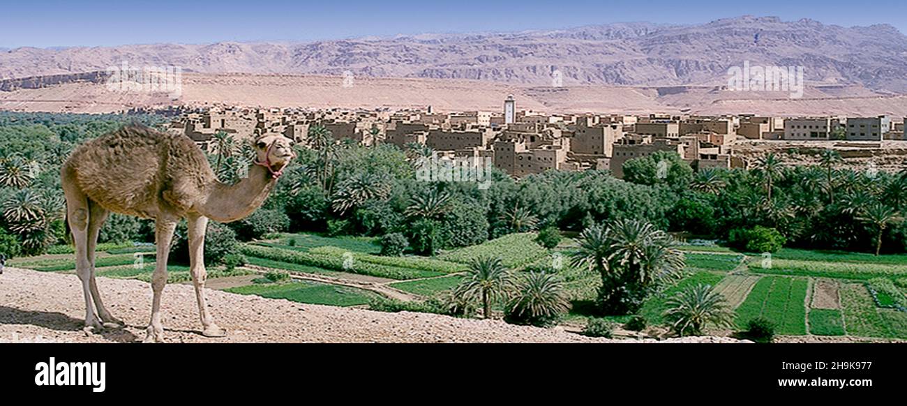 Figuig morocco hi-res stock photography and images - Alamy