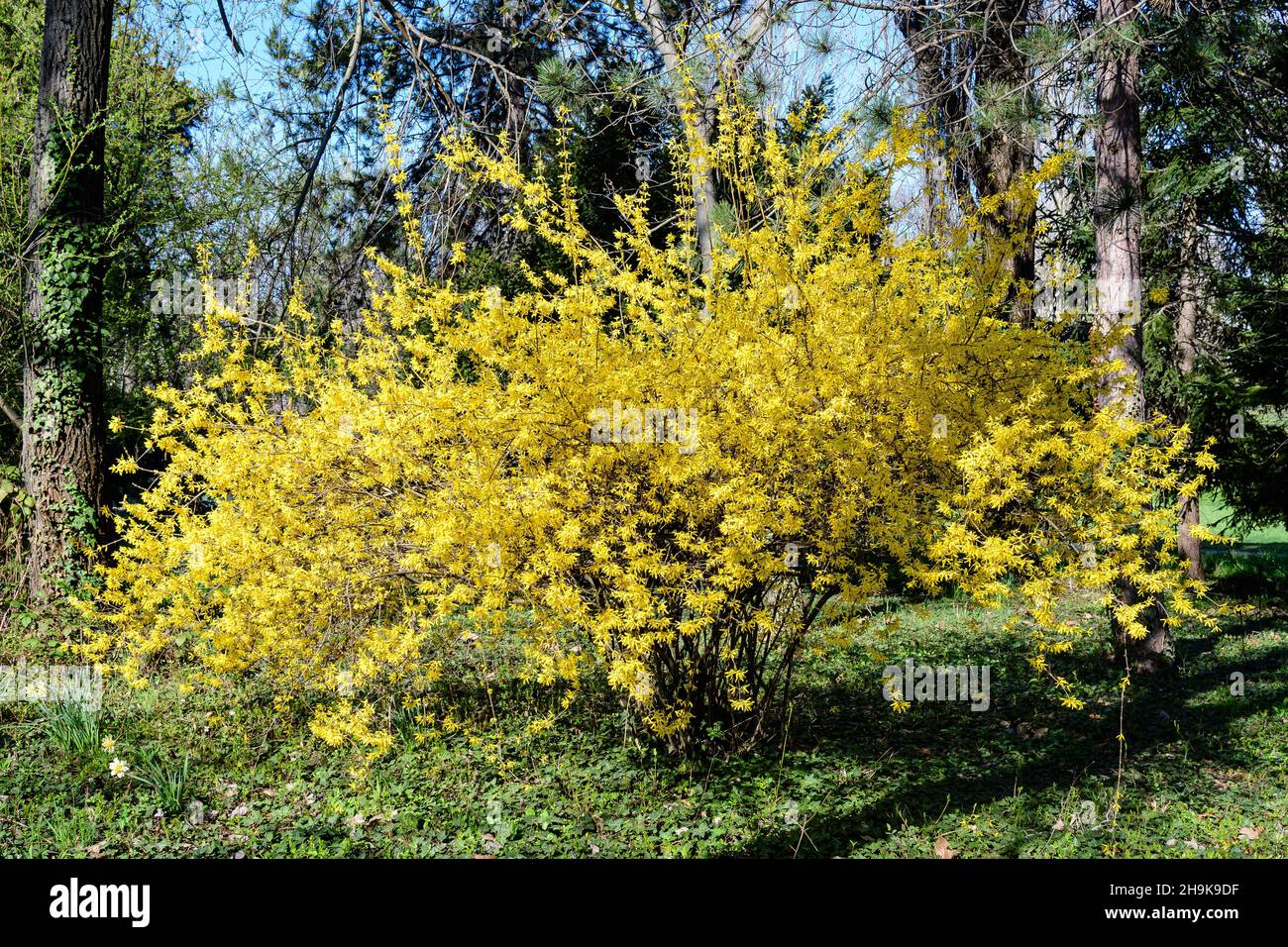 Branches of a large bush of yellow flowers of Forsythia plant known as ...