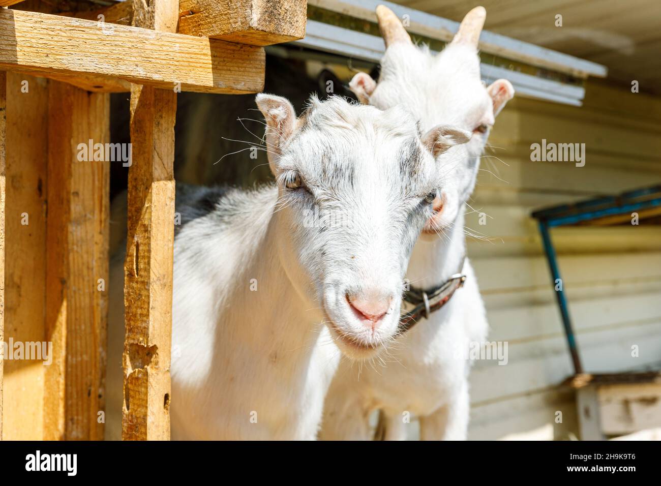 Cute free range goatling on organic natural eco animal farm freely ...
