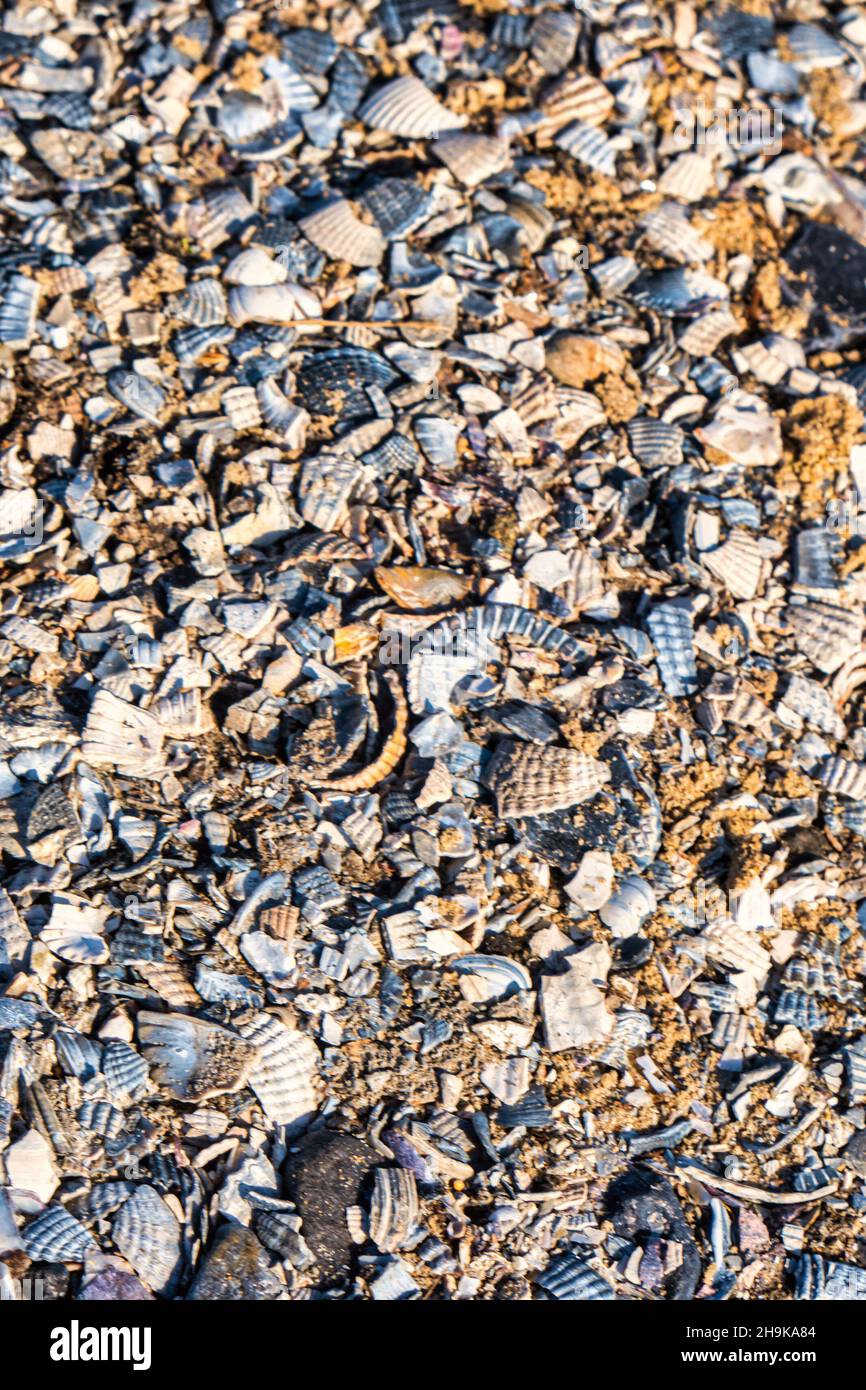 Conch trail in sand hi-res stock photography and images - Alamy