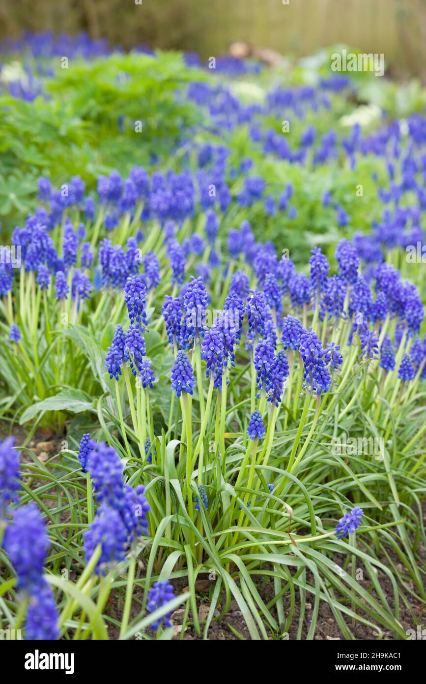 Grape hyacinth flowers (Muscari Armeniacum), bulb plants flowering in spring in a UK garden ...