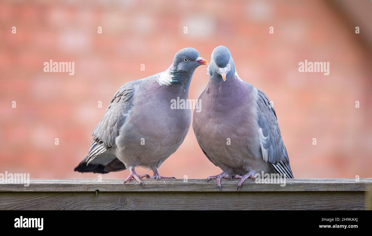 Male and female garden birds hi-res stock photography and images - Alamy
