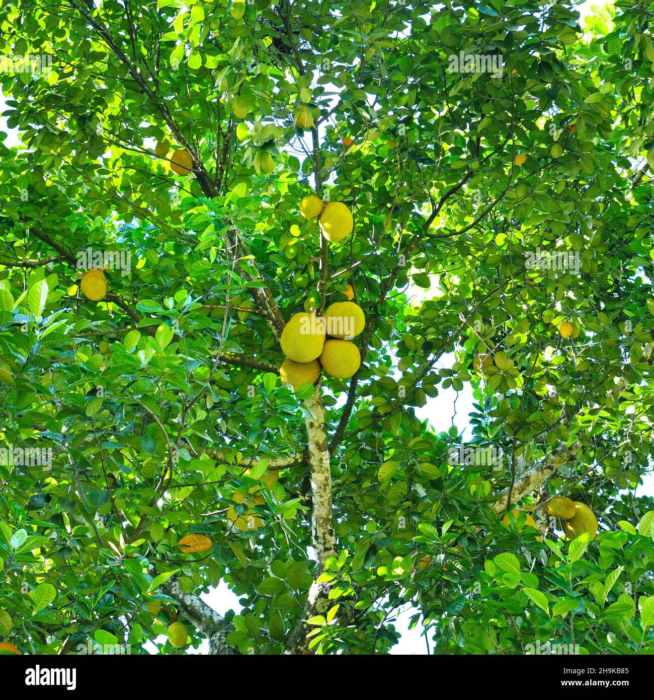 Breadfruit (Artocarpus altilis) tree with ripe fruits Stock Photo - Alamy