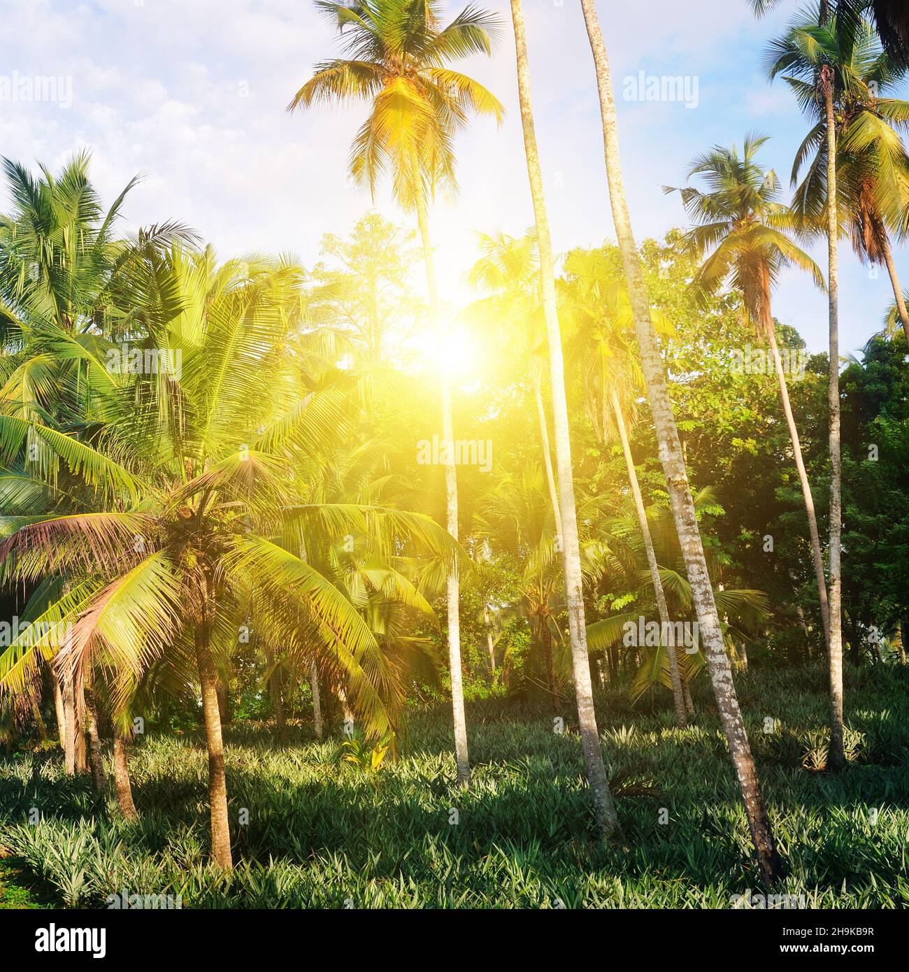 Tropical garden with coconut palms and a pineapple plantation. Shri ...