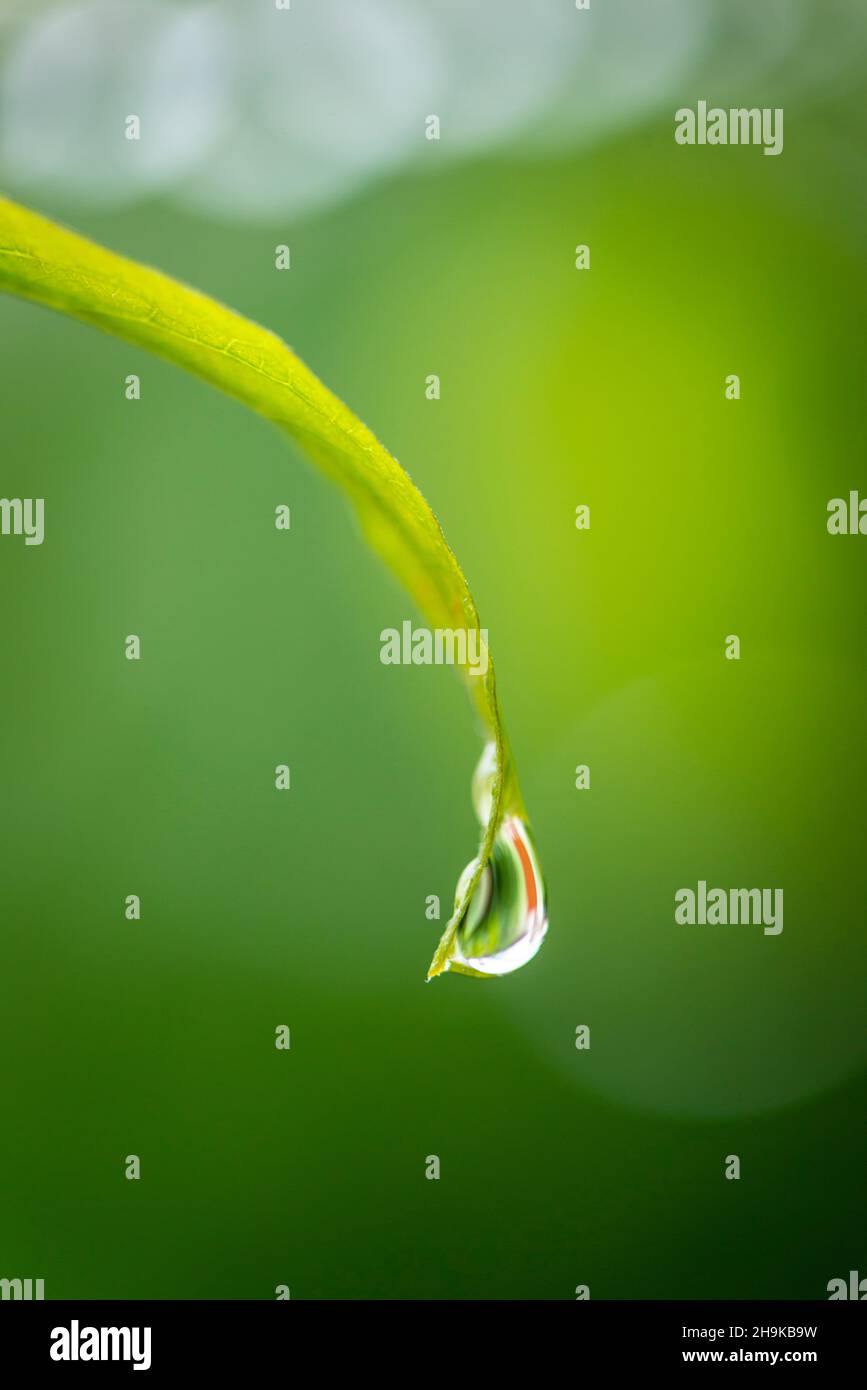 Drop of water dripping from leaf on blurred green background Stock ...