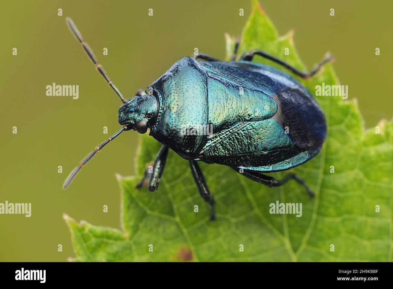 Zicrona caerulea hi-res stock photography and images - Alamy