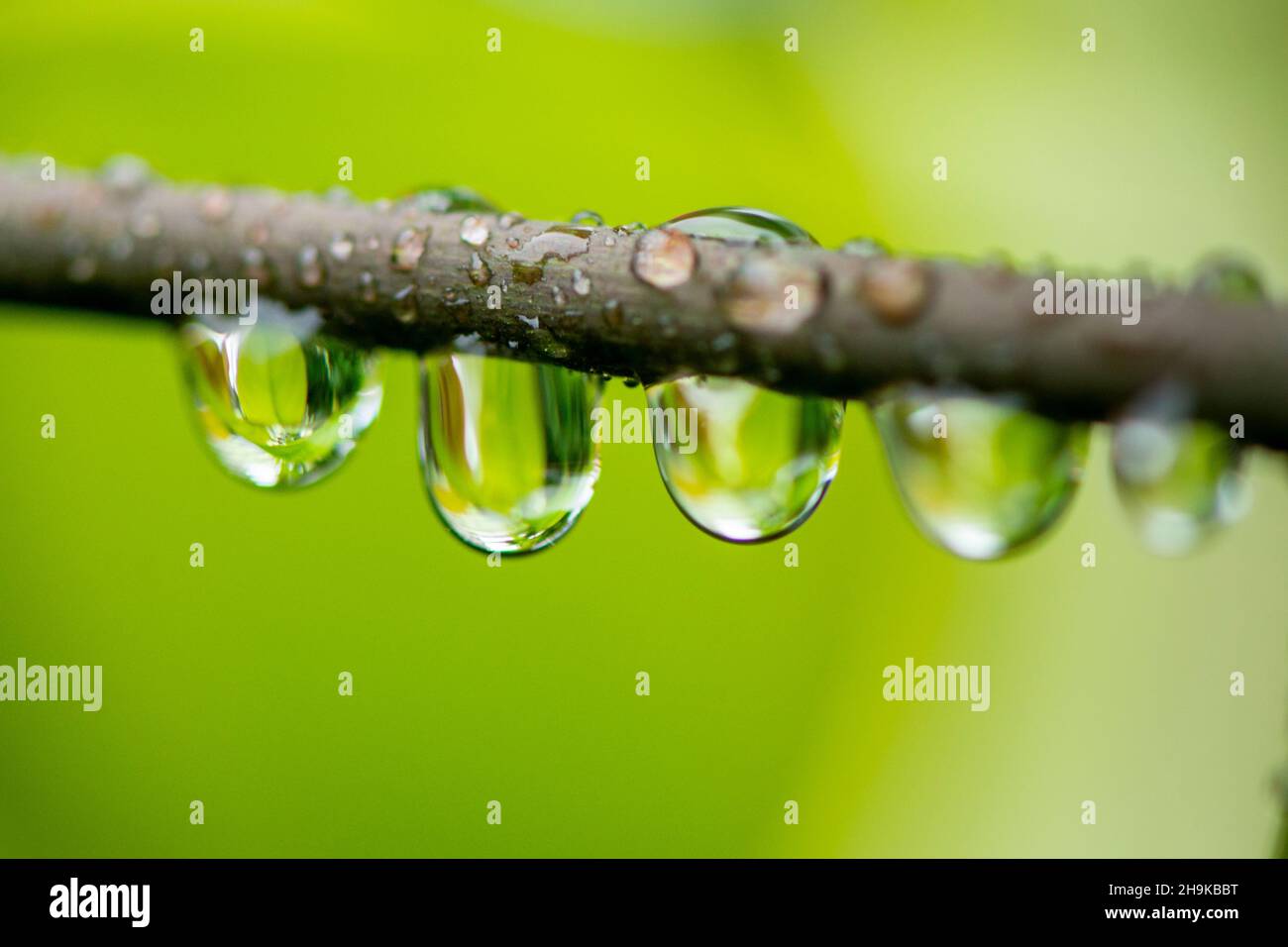 Drop of water dripping from leaf on blurred green background Stock ...