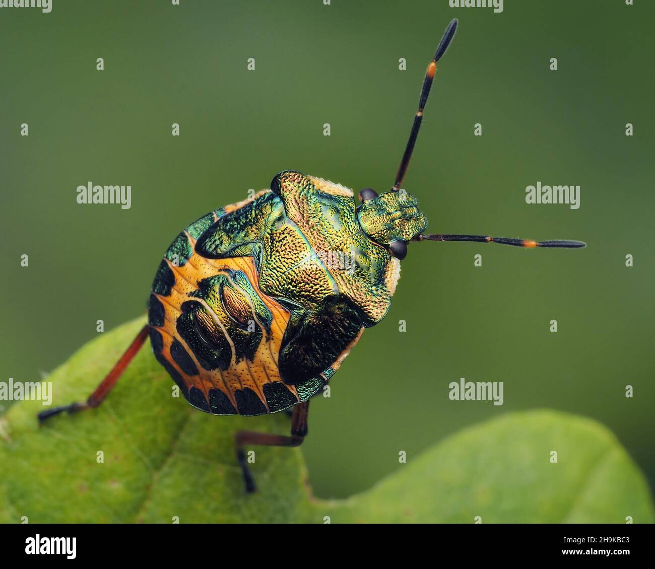 Bronze shieldbug final instar nymph hi-res stock photography and images ...