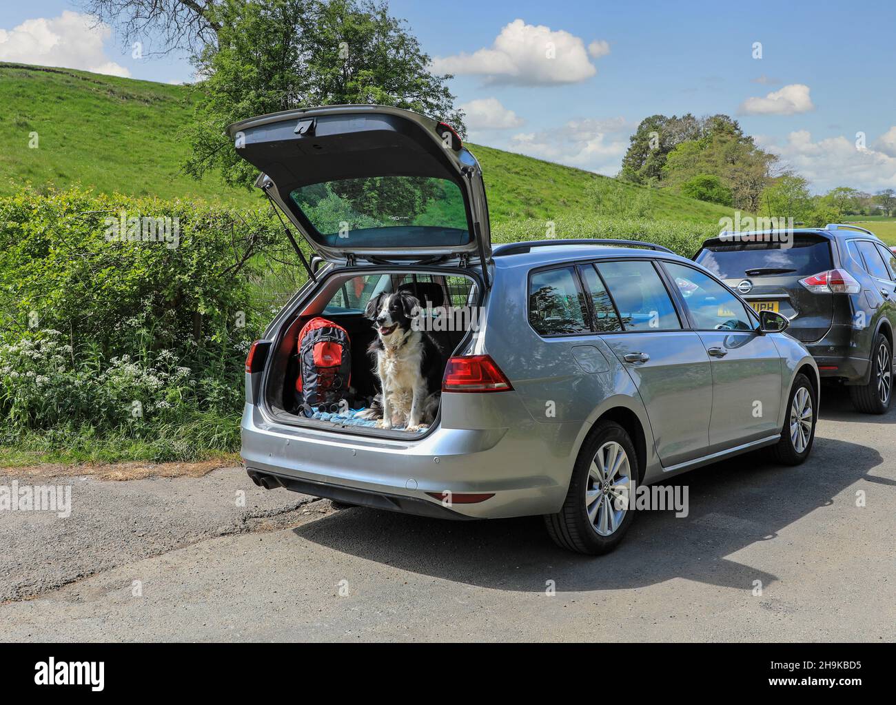 A Border Collie dog waiting patiently in the back of a Volkswagen Golf ...