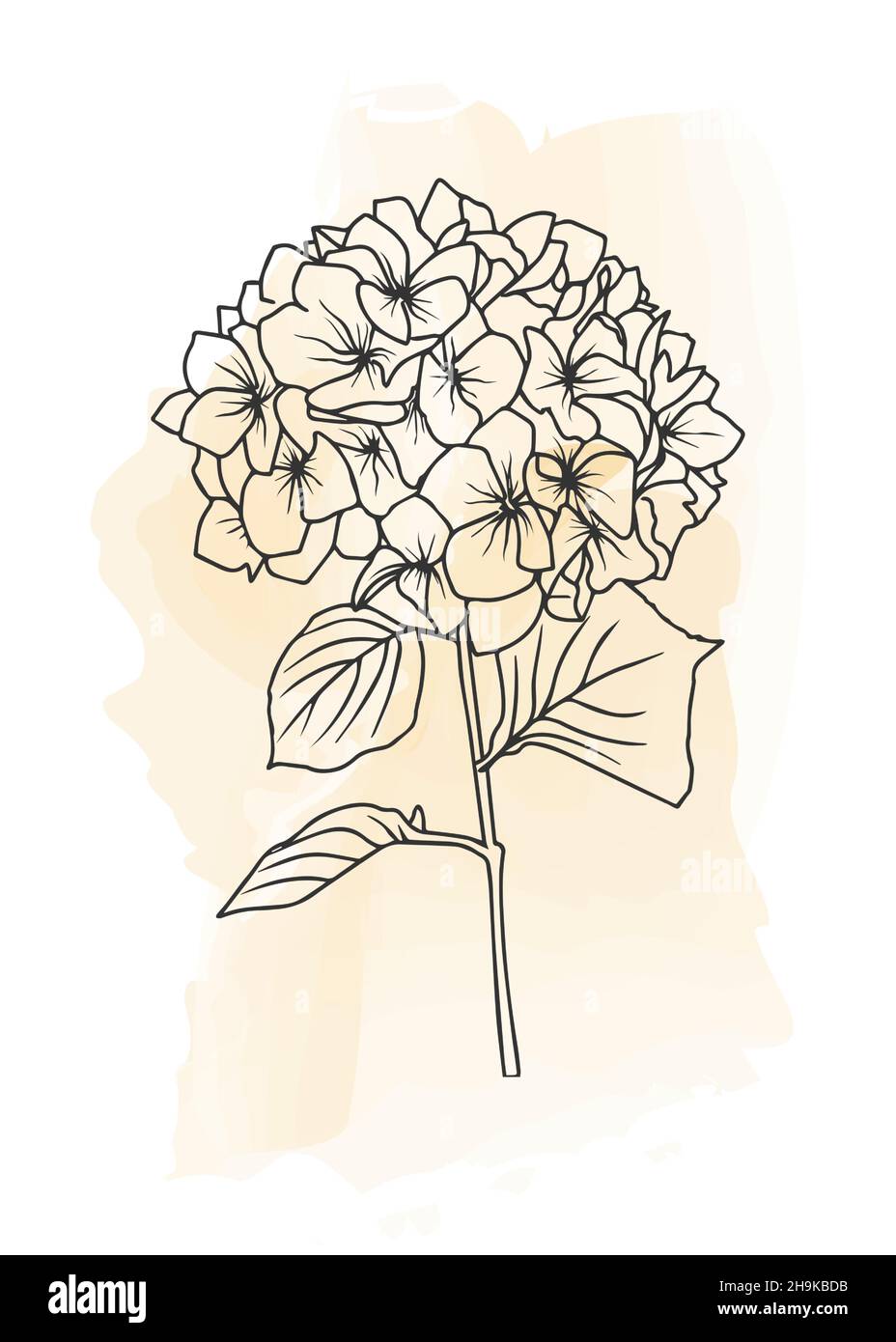 Simple Hydrangea Line Drawing
