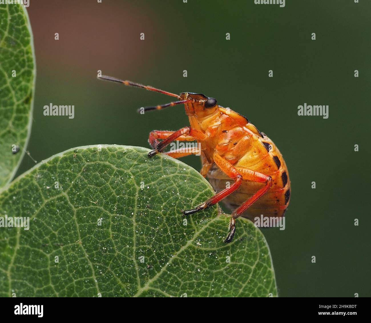 Bronze shieldbug nymph on oak leaf hi-res stock photography and images ...