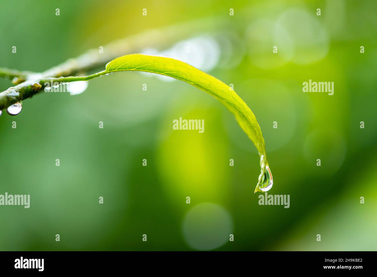 Drop of water dripping from leaf on blurred green background Stock ...