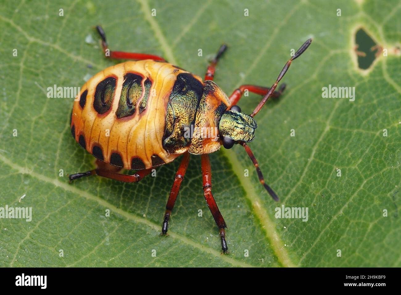 Bronze shieldbug resting on oak leaf hi-res stock photography and ...