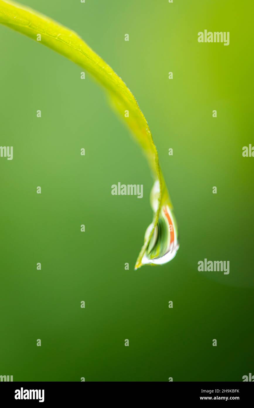 Drop of water dripping from leaf on blurred green background Stock ...