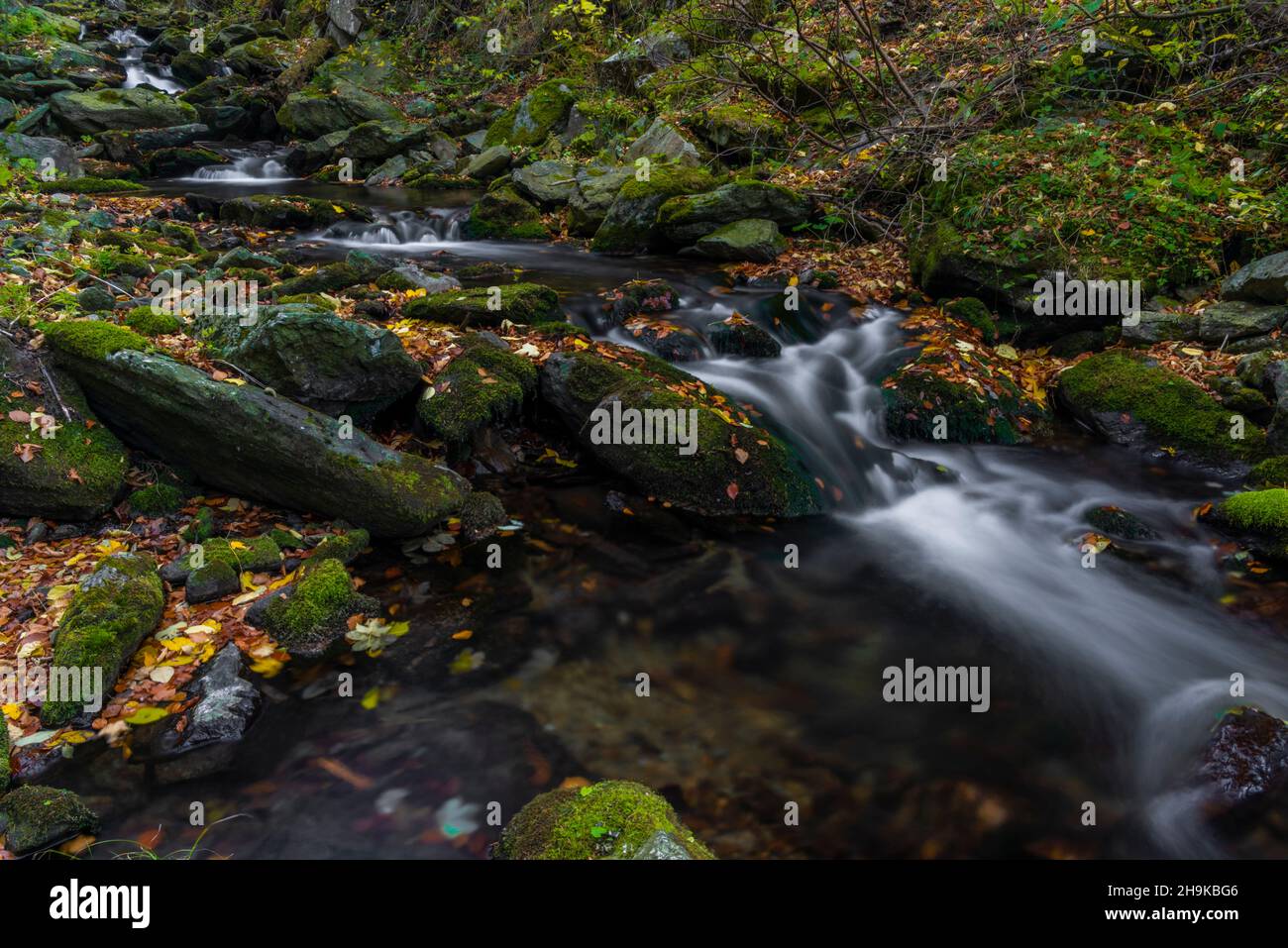 Sumny creek in autumn wet morning in Jeseniky mountains Stock Photo - Alamy