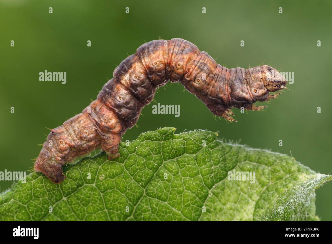 The Engrailed moth caterpillar (Ectropis crepuscularia) crawling on ...