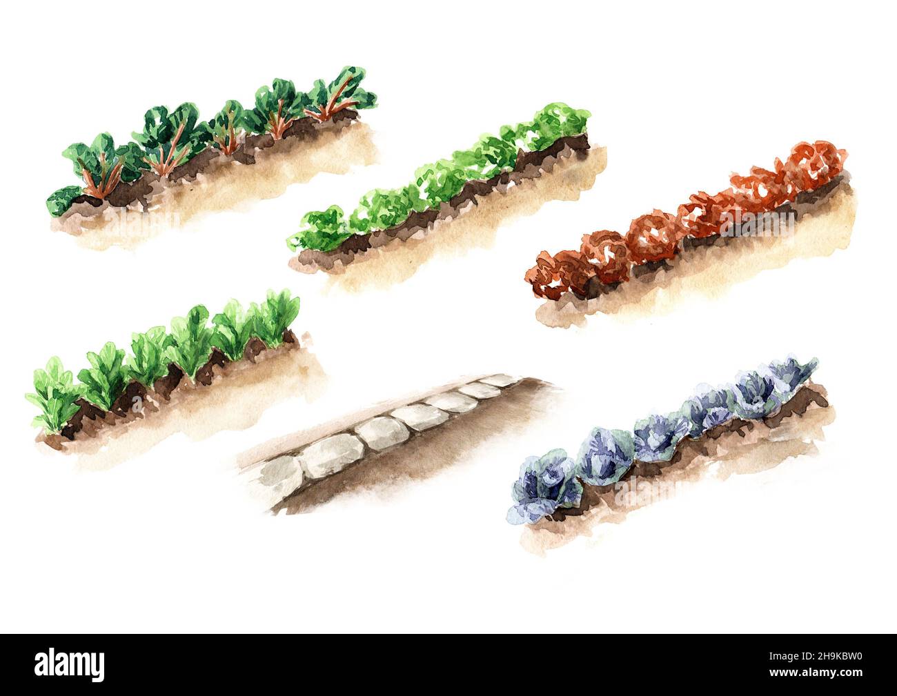 Vegetable beds set. Spring work in the garden. Hand drawn watercolor ...