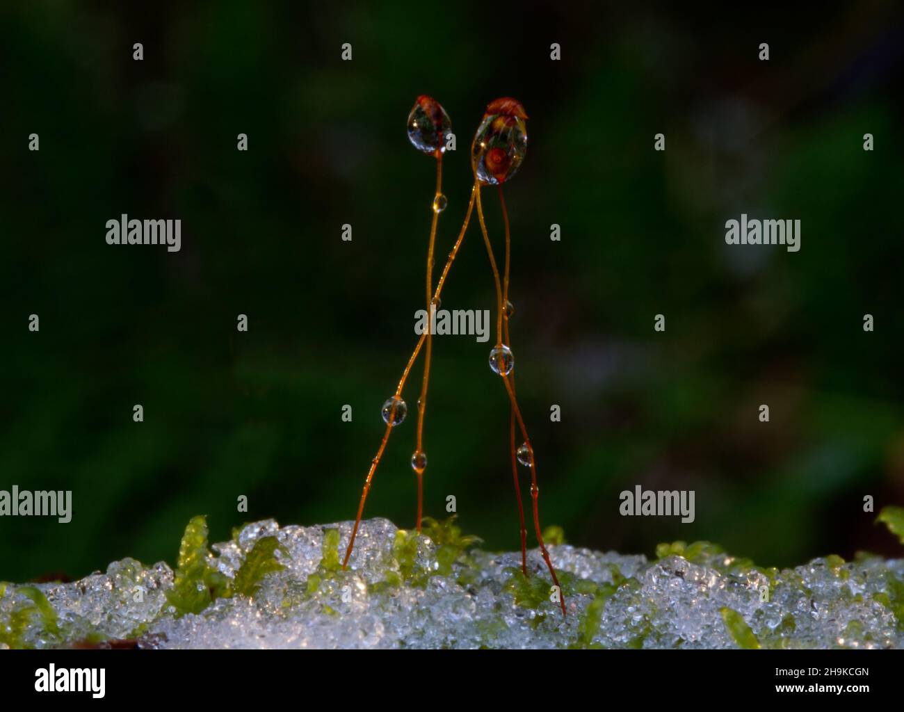Close-up of moss in melting snow, waterdrops on spore capsules Stock ...