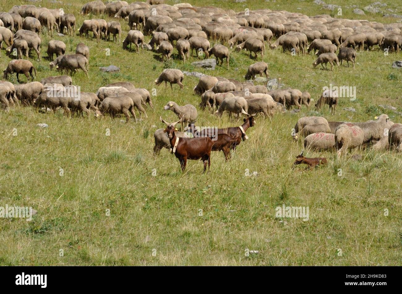 Large flock goats in rural hi-res stock photography and images - Alamy